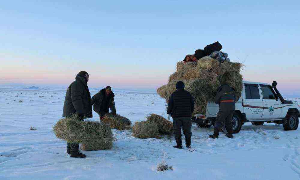 Зэрлэг амьтдад зориулж өвс хужир шүү тавьж ан амьтдыг хамгаалах ажлыг